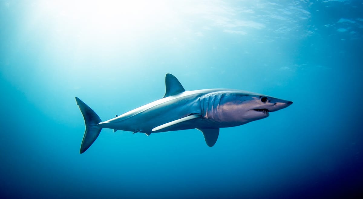 Virginia Tech Researchers Tag Critically Endangered Mako Shark in the ...