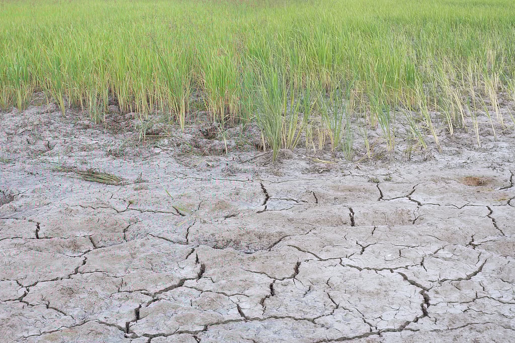 Excess Salt in Soil Threatens Global Food Security, Affects 1.4 Billion ...