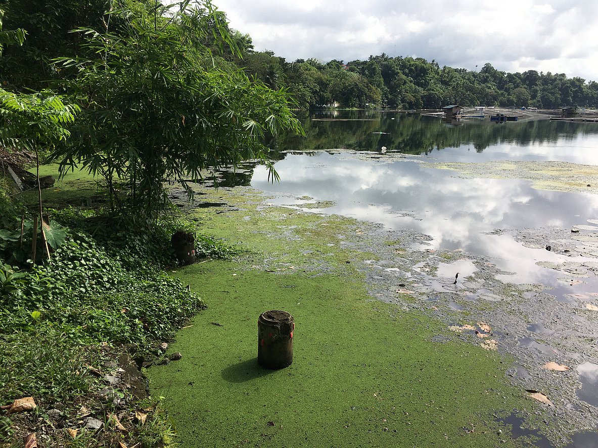 Eutrophication Lake Severe Phytoplankton Bloom In Eutrophic Lakes
