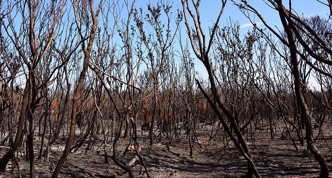 Climate Change Threatens Irreversible Biodiversity Loss: IPBES Nexus Report