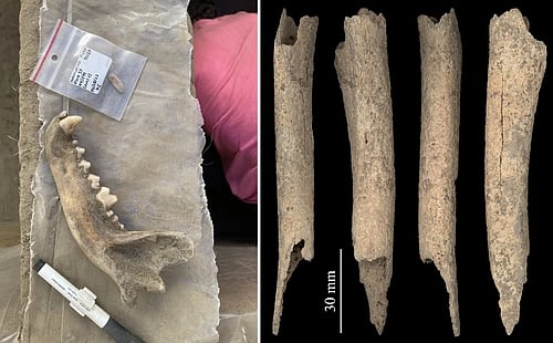 Ancient Human-Canine Bond: Evidence Traces Friendship Back 12,000 Years