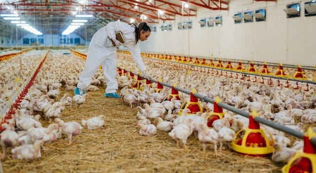 First Severe Case of H5N1 Avian Flu Confirmed in US from Backyard Poultry
