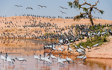 Supreme Court's Orans Judgment: A New Era for Rajasthan's Sacred Groves