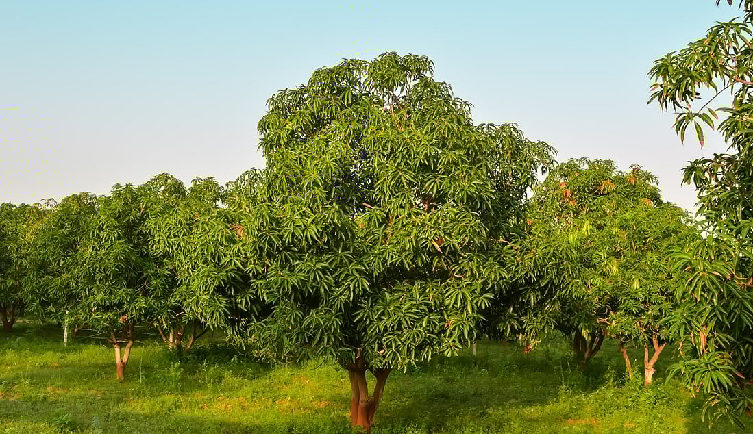 India Loses Nearly 1,500 sq km of Unclassed Forests, SOFR 2023 Report ...