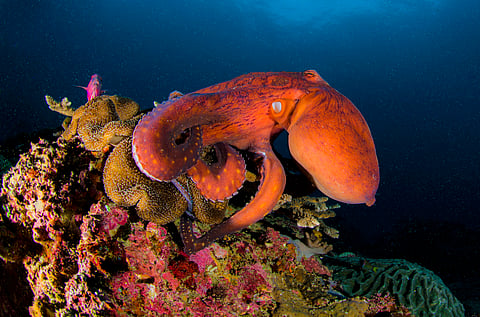 Exploring Cephalopod Intelligence: What Scientists Know About Octopus ...