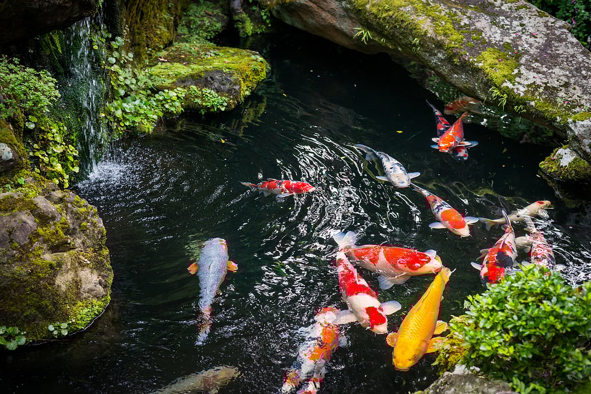 Quarter of Global Freshwater Fish Species at High Risk of Extinction ...
