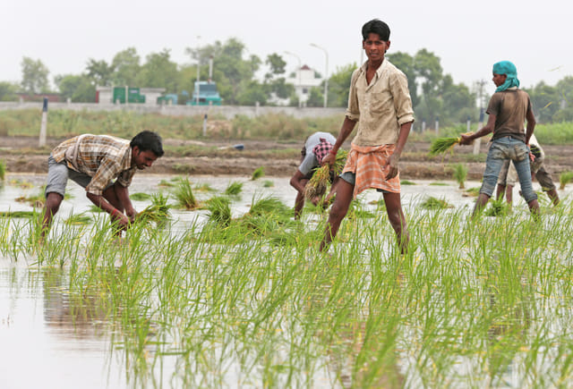 India’s Groundwater Crisis Deepens Due to Paddy Cultivation
