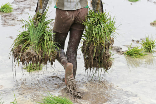 India’s Groundwater Crisis Deepens Due to Paddy Cultivation