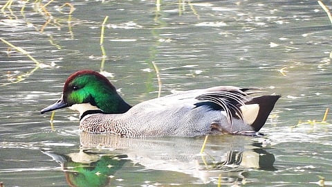 Rare Bird Sightings at Sultanpur National Park: Falcated Duck and More