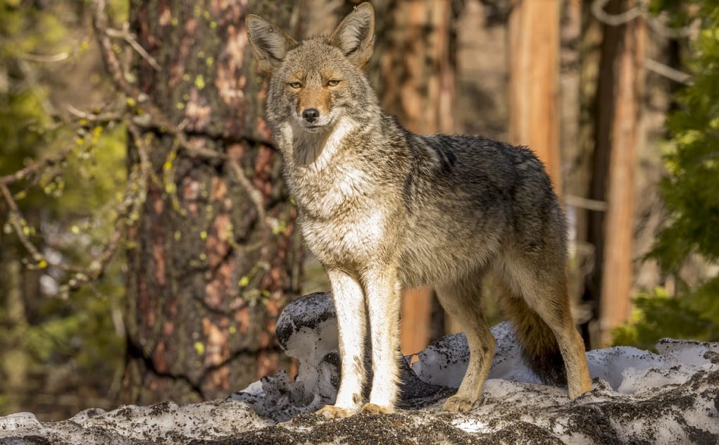 Urban Coyotes Evolving: Study Reveals Genetic Changes Linked to Diet