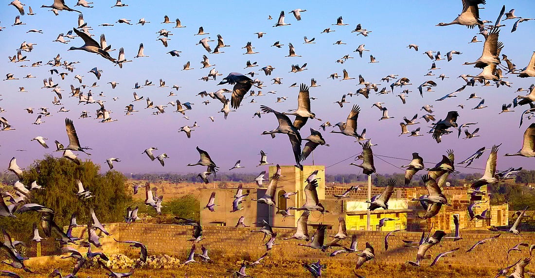 Supreme Court's Orans Judgment: A New Era for Rajasthan's Sacred Groves