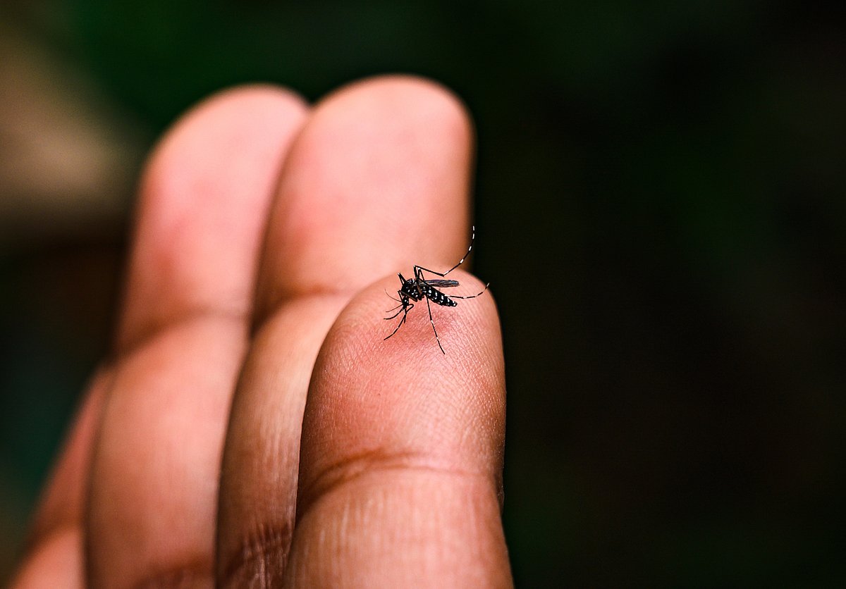 Predicting Dengue Mortality in a Warming World: AI and Weather Models Offer Solutions