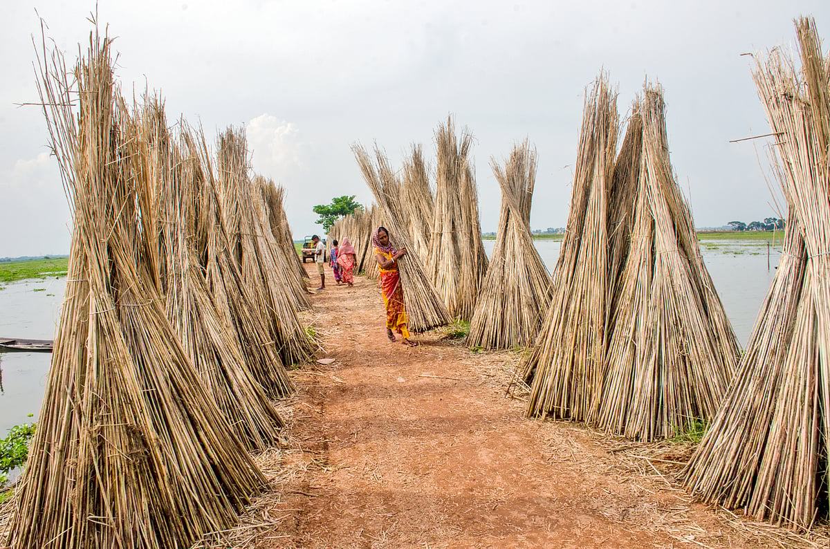 Government Hikes Jute MSP by 6% to Boost Production and Support Farmers