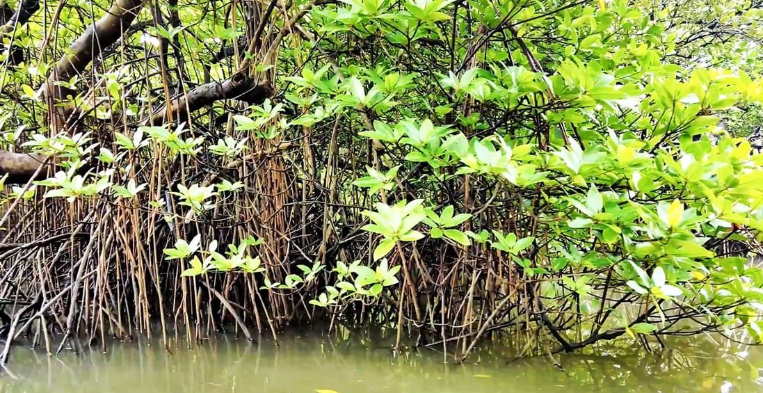 Understanding Blue Carbon: The Role of Mangroves and Coastal Ecosystems ...