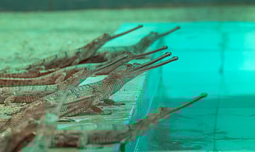 India's Gharial Nears Extinction: A Critical Look at Its Declining ...