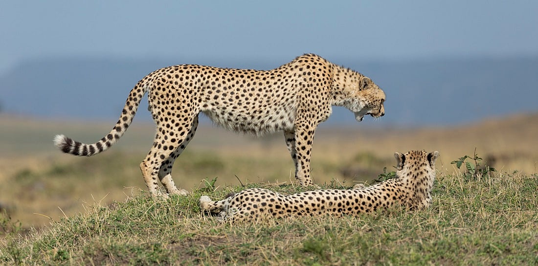 Project Cheetah in India Faces Environmental Justice Criticism: Study