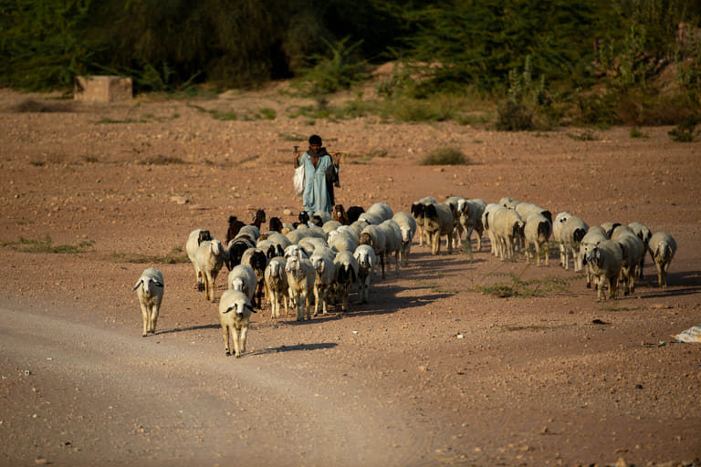 Rajasthan's Pastoral Nomadism Faces Climate Change and Land ...