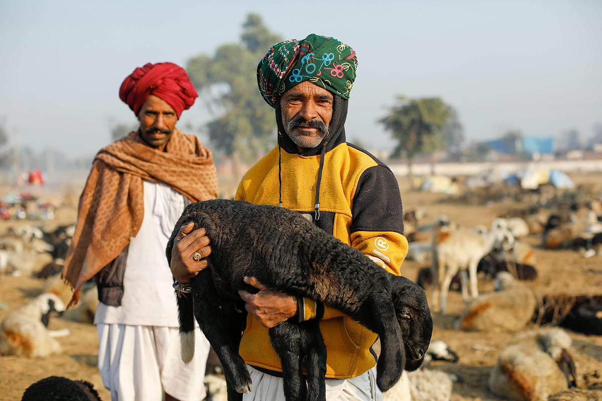 Rajasthan's Pastoral Nomadism Faces Climate Change and Land ...
