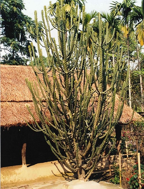 Assam Recognizes Bathouism: A Step Towards Preserving Indigenous Faiths