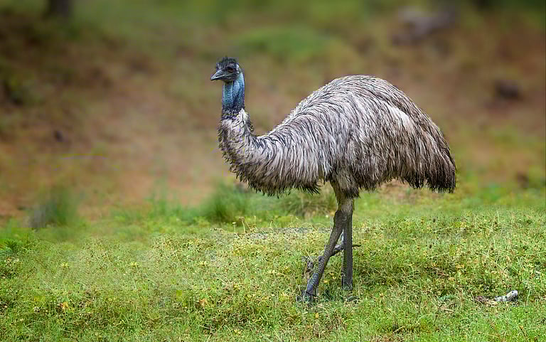 Emus and Rheas Show Surprising Intelligence in New Study