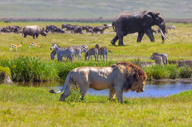 Study Reveals Bias in Wildlife Conservation Funding: Larger Species Get ...