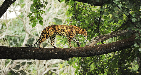 Human-Leopard Conflict in India: Addressing Ecological and Social ...