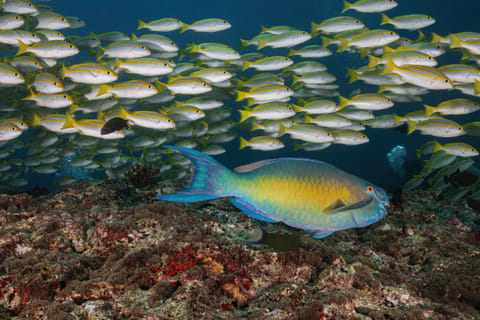 The Complex Role of Parrotfish in Coral Reef Conservation: Benefits and ...