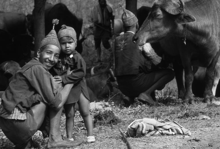 Van Gujjars' Endangered Harmony with Himalayan Forests