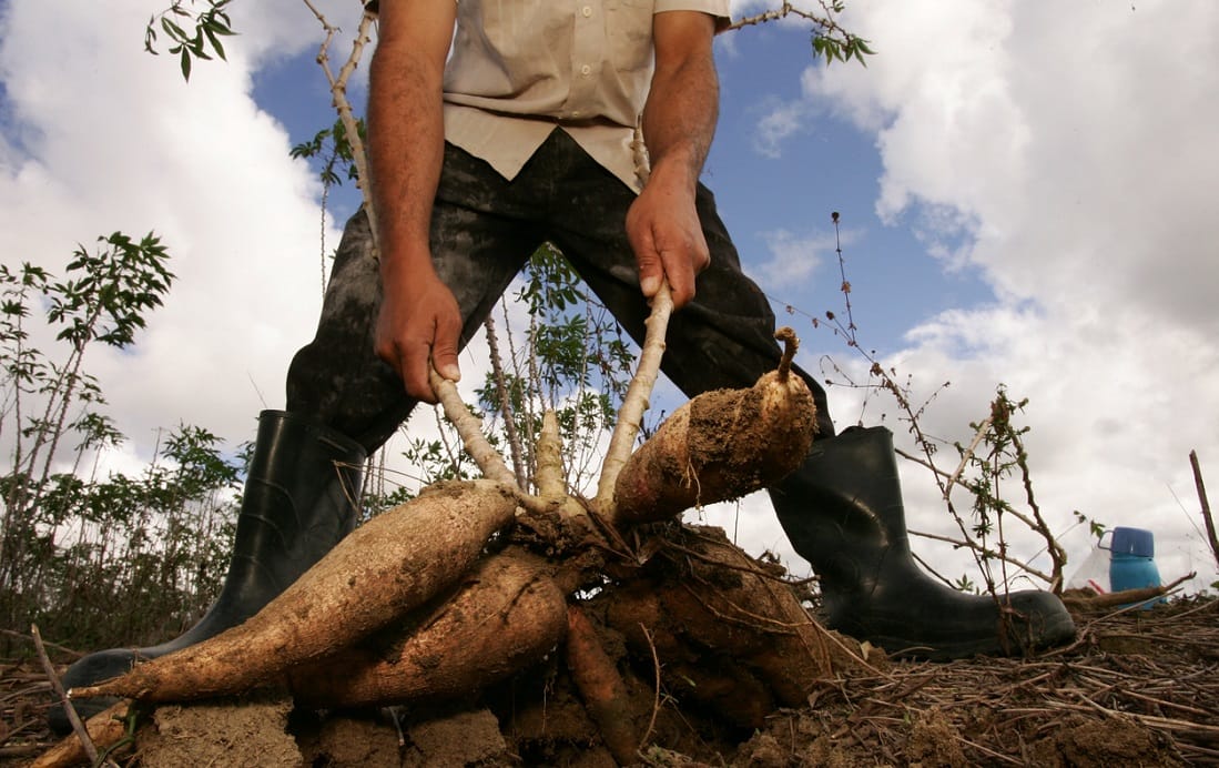 Indigenous Practices Ensure Genetic Diversity of Cassava, Study Finds