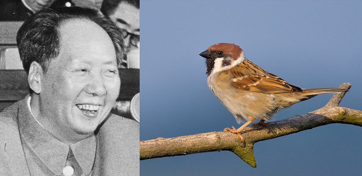 World Sparrow Day 2025: How Mao's Anti-Sparrow Campaign Led to an ...