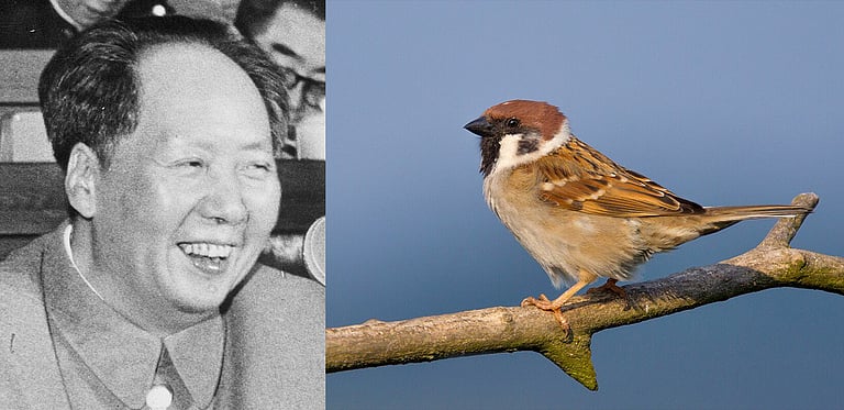World Sparrow Day 2025: How Mao's Anti-Sparrow Campaign Led to an ...