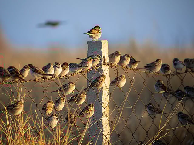 Sparrows on the Brink: Decline of a Familiar Backyard Bird