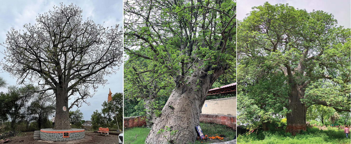 Exploring India’s Majestic Baobab Trees: A Natural Wonder