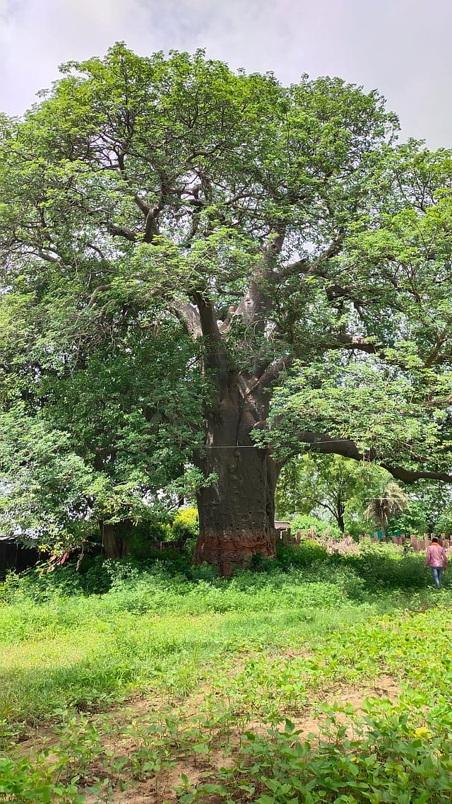 Exploring India’s Majestic Baobab Trees: A Natural Wonder