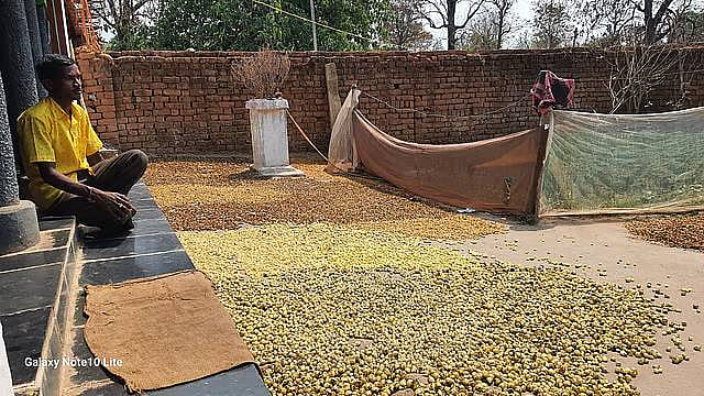 Mahua Season: The 'Rural ATM' That Takes Precedence Over Weddings in ...