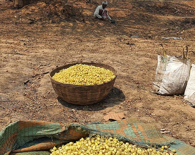 Mahua Season in Chhattisgarh: A Month-Long Celebration in Kamepur Village
