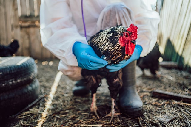 Learning from COVID-19: Preparing for the Next Avian Influenza Pandemic