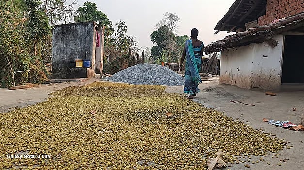 Mahua Season in Chhattisgarh: Adivasis Thrive with Forest Produce