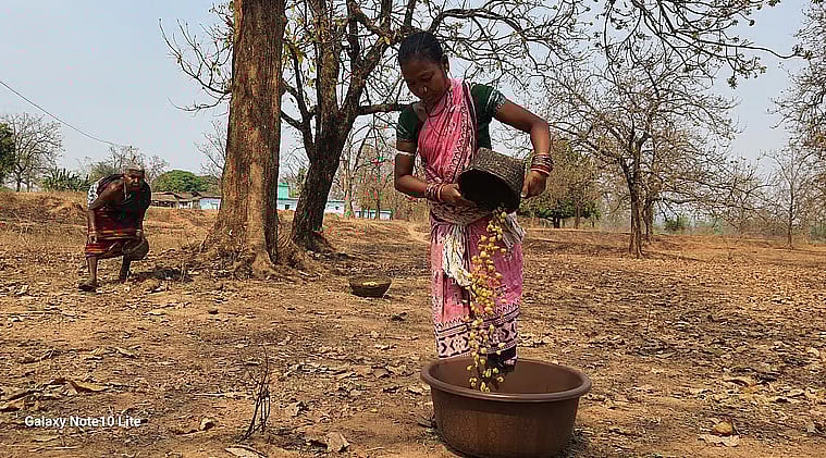 Mahua Season in Chhattisgarh: Adivasis Thrive with Forest Produce