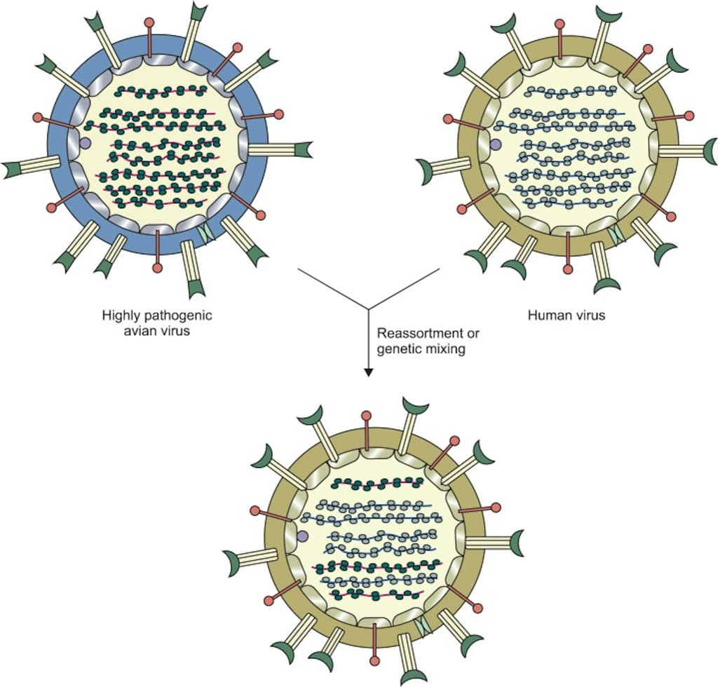 Avian Influenza Threat: Slowing H5N1 Evolution to Prevent Human ...