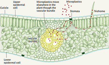 Study Reveals: Microplastics in Air Enter Plant Leaves, Impacting Food ...