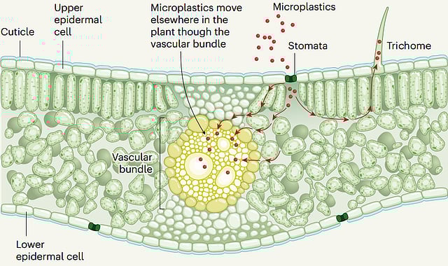 Study Reveals: Microplastics in Air Enter Plant Leaves, Impacting Food ...