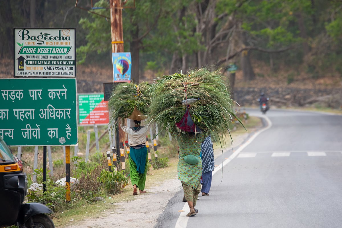 Forest Livelihoods: How Corbett’s Ancient Woods Sustain Local Communities