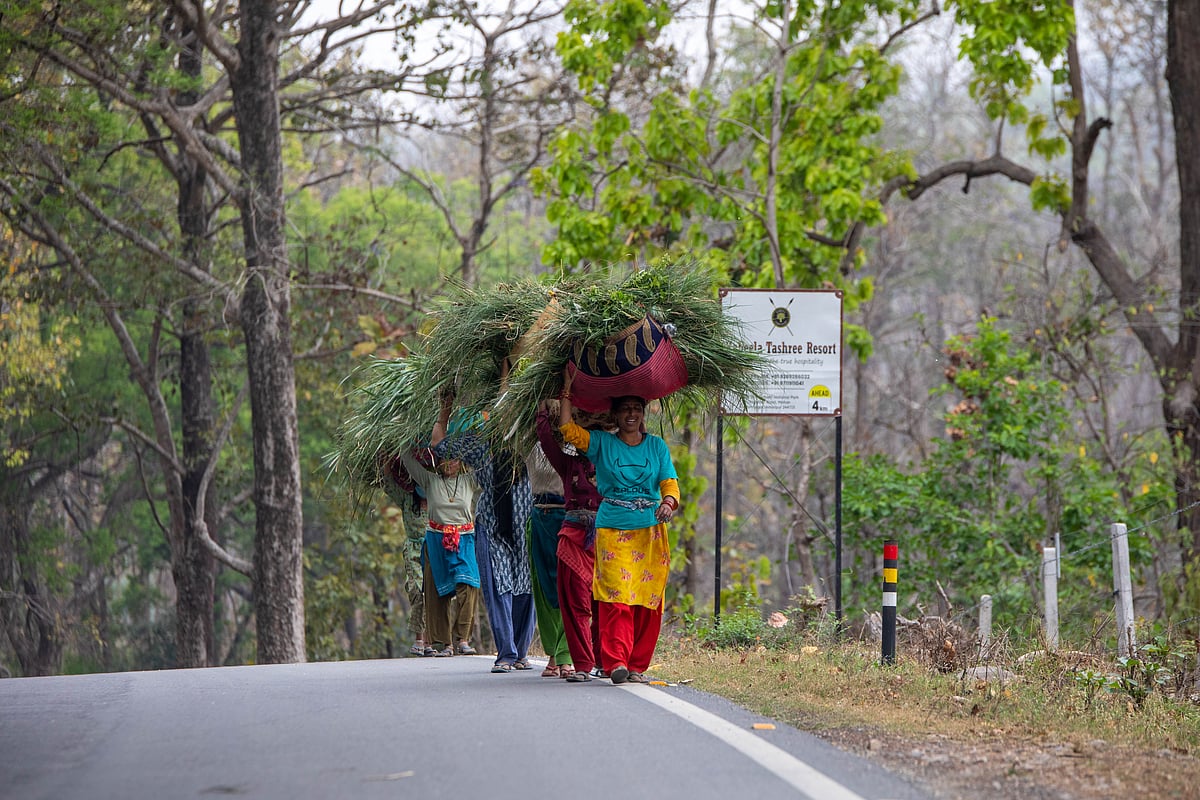 Forest Livelihoods: How Corbett’s Ancient Woods Sustain Local Communities