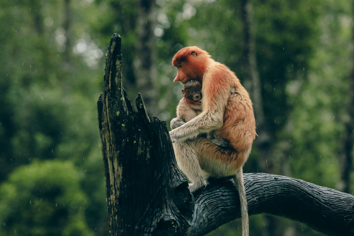 Global Biodiversity Threat: Humans Modified 25% of Earth's Land Since 1990