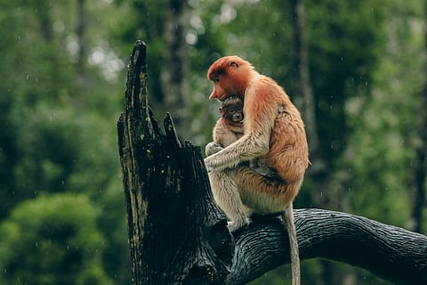 Global Biodiversity Threat: Humans Modified 25% of Earth's Land Since 1990