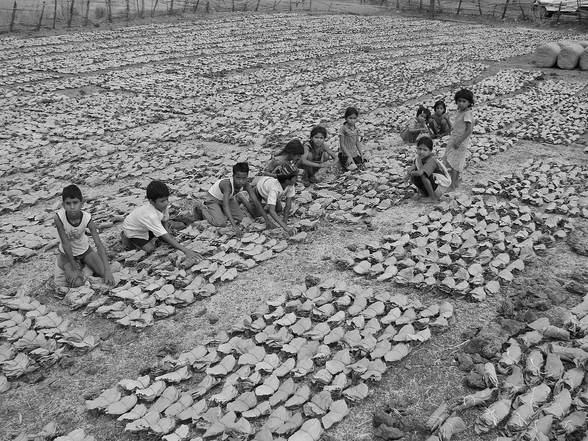 Tendu Trails & Tobacco Tales: India's Beedi-Making Tradition in Forests