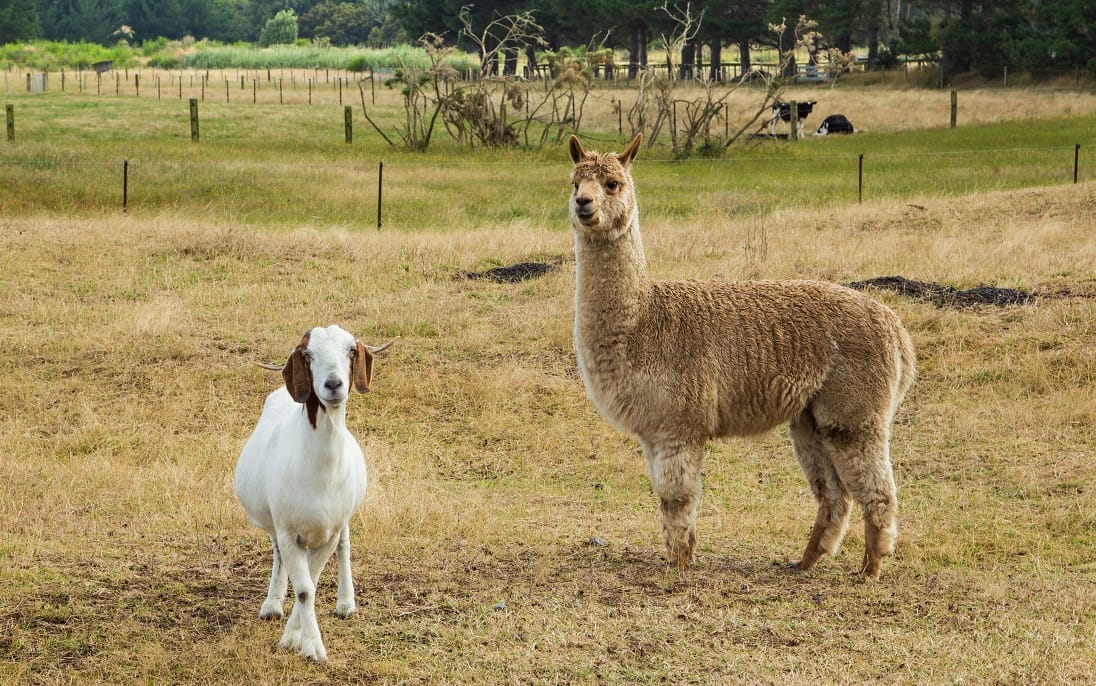 Farm Animal Intelligence: Goats Outshine Sheep and Alpacas in Cognitive ...