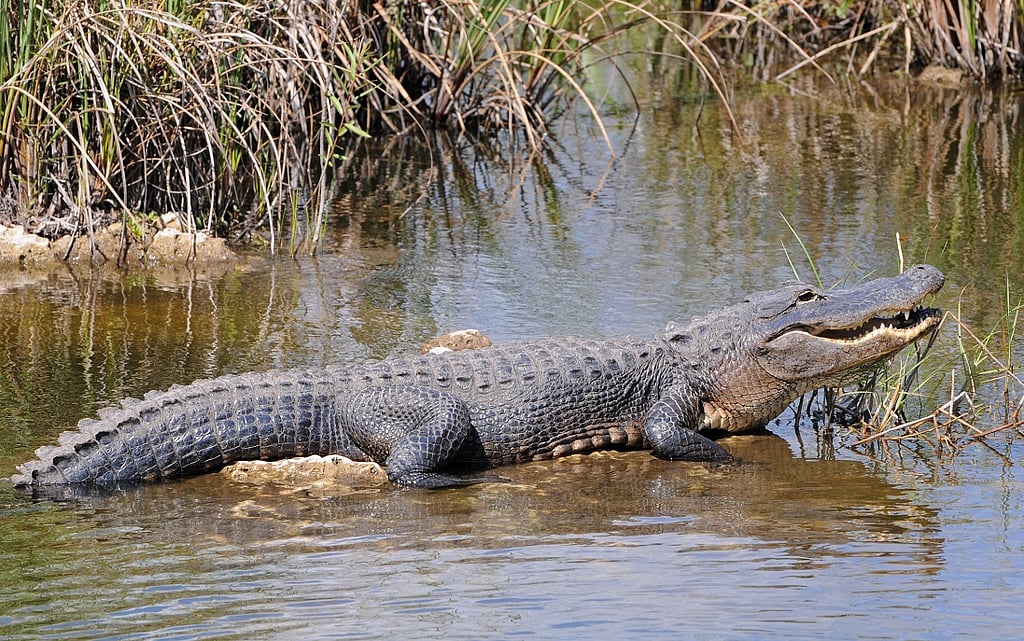 Study Reveals: Human Actions Behind Most Preventable Alligator Attacks in US