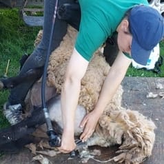 Farm Animal Intelligence: Goats Outshine Sheep and Alpacas in Cognitive ...
